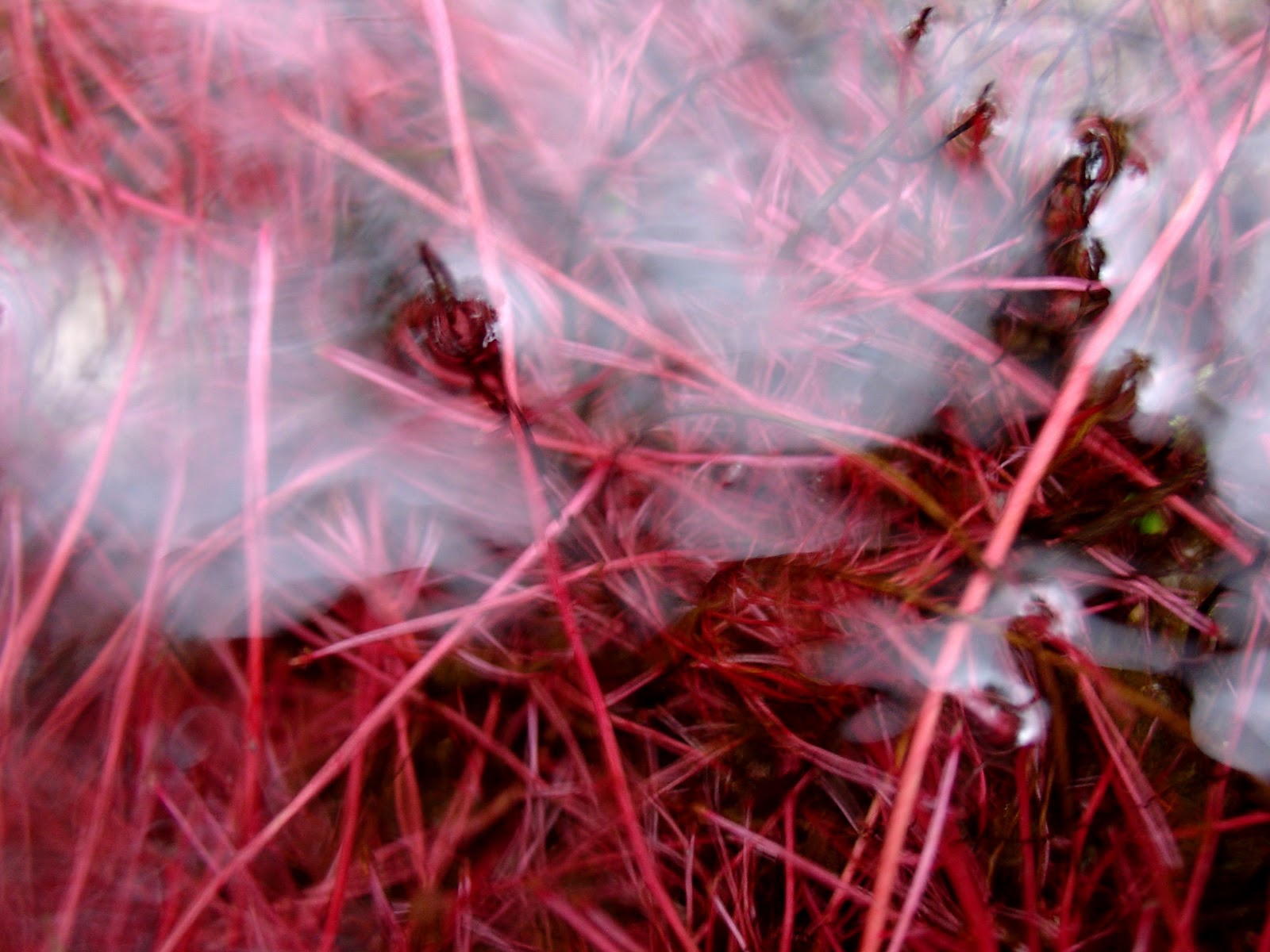 Lavand: Ce stim despre alge?