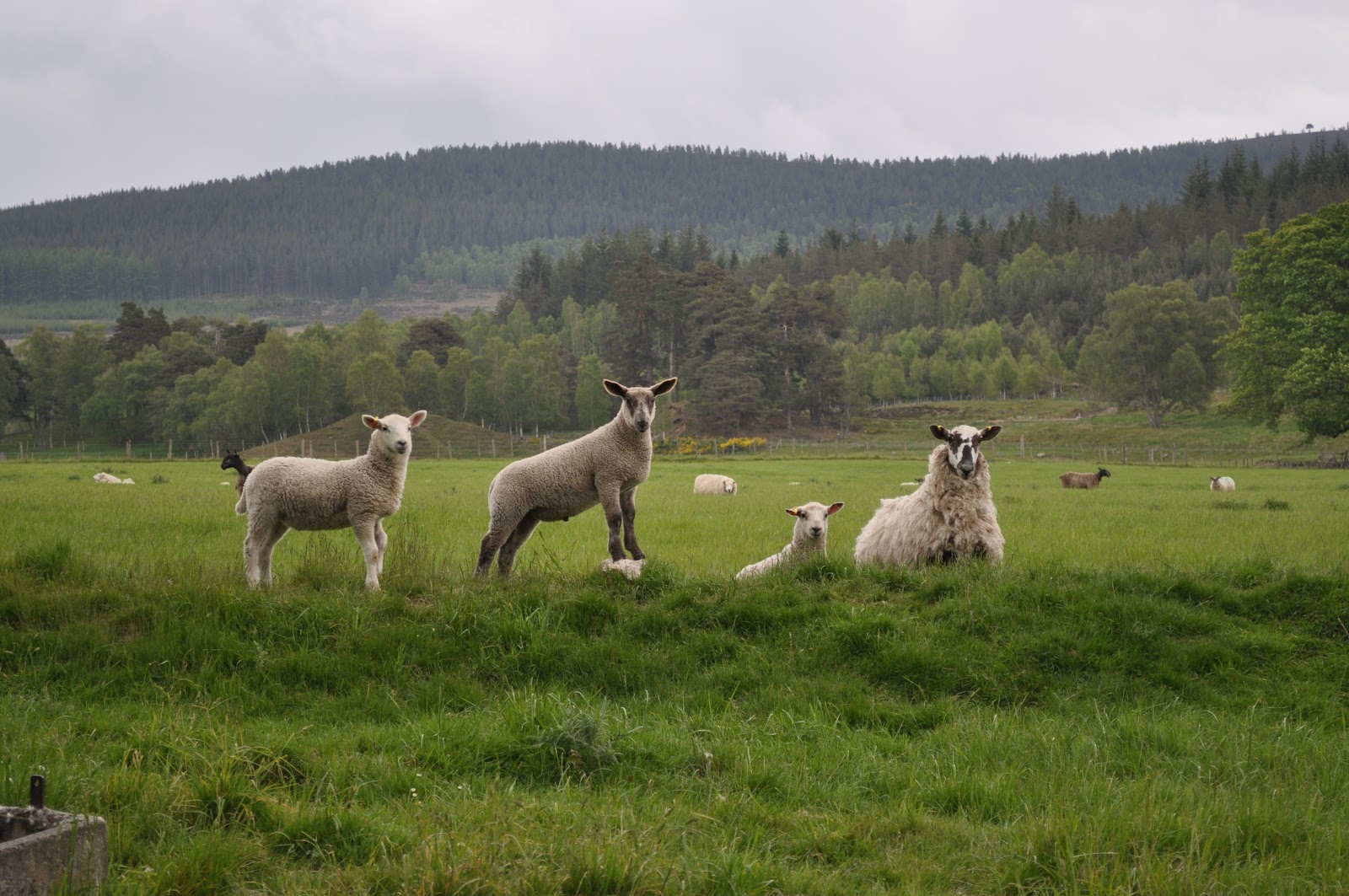 The Aberdeen Wife: The Sheep Whisperer