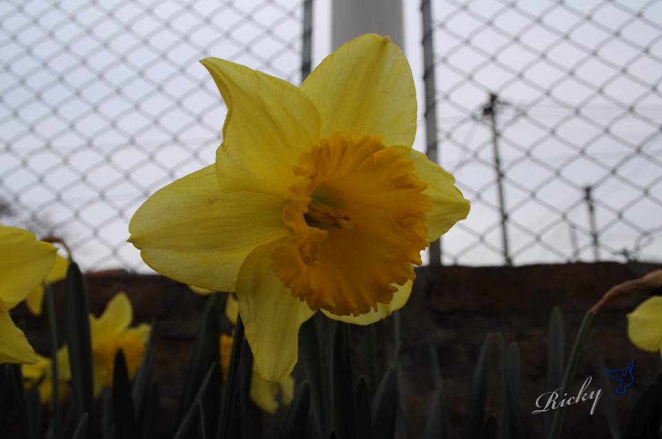 RiCKy: Narciso Bello & Violette von Alpen