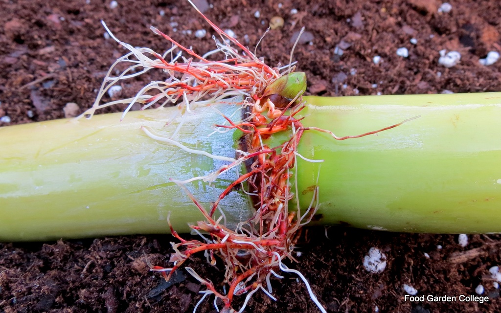 Food Garden College: How to Start Sugar Cane in Your Home Garden ...