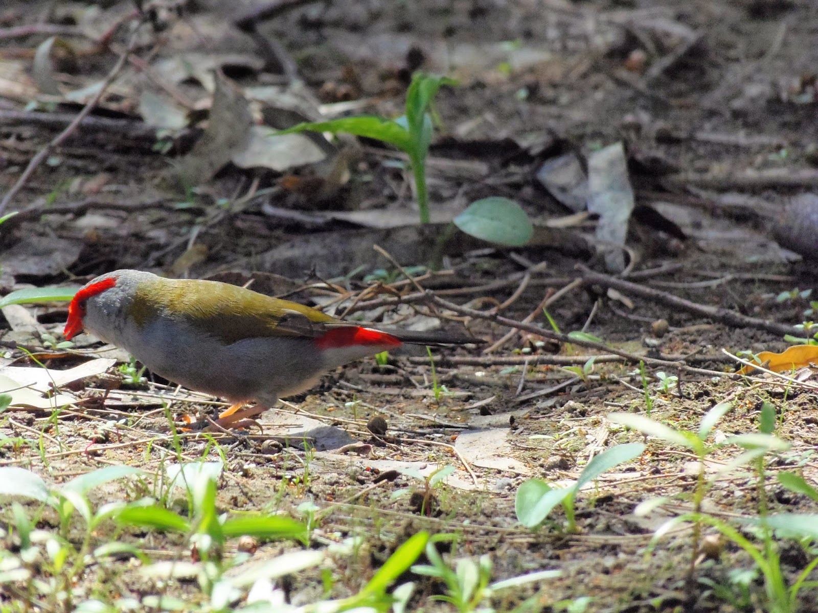 Solo Steve On The Road: BEAUTIFUL BINGARA NSW - REVISITED