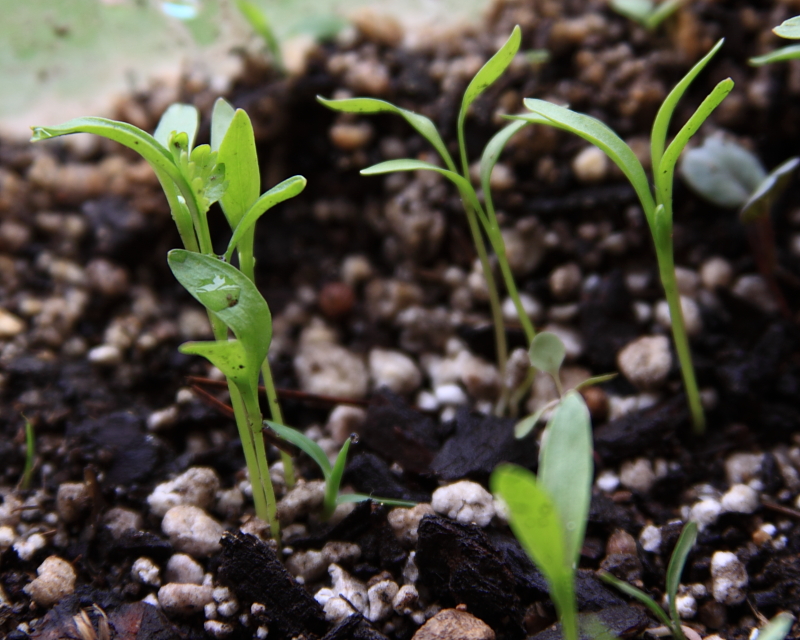 Los Diarios Vegetales: Quiero Cultivar Cilantro en Macetas ¿Por dónde ...