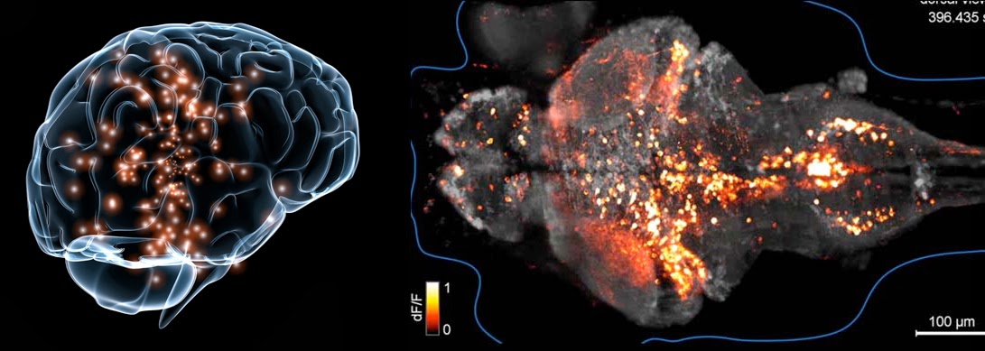 The Neurocritic: A Tale of Two BRAINS: #BRAINI and DARPA's SUBNETS