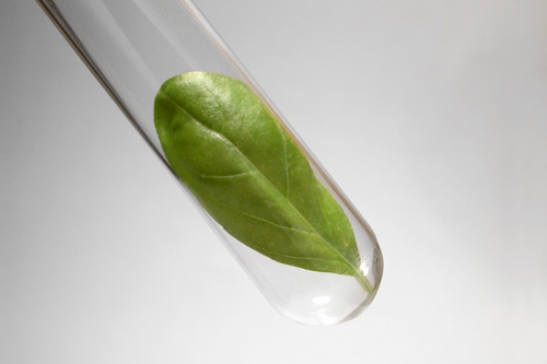 CHOY's CUT: Apple Stem Cell Health Benefits and Why You Need Them