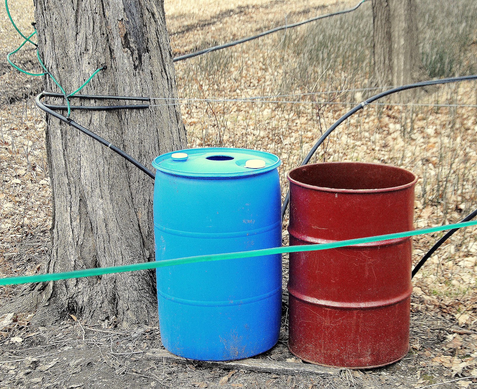 Camera on King & Aurora : Maple Syrup sap by the barrel