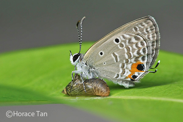 Butterflies of Singapore: Life History of the Cycad Blue