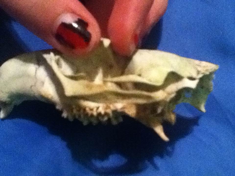 The Animal Bone Yard : groundhog skull