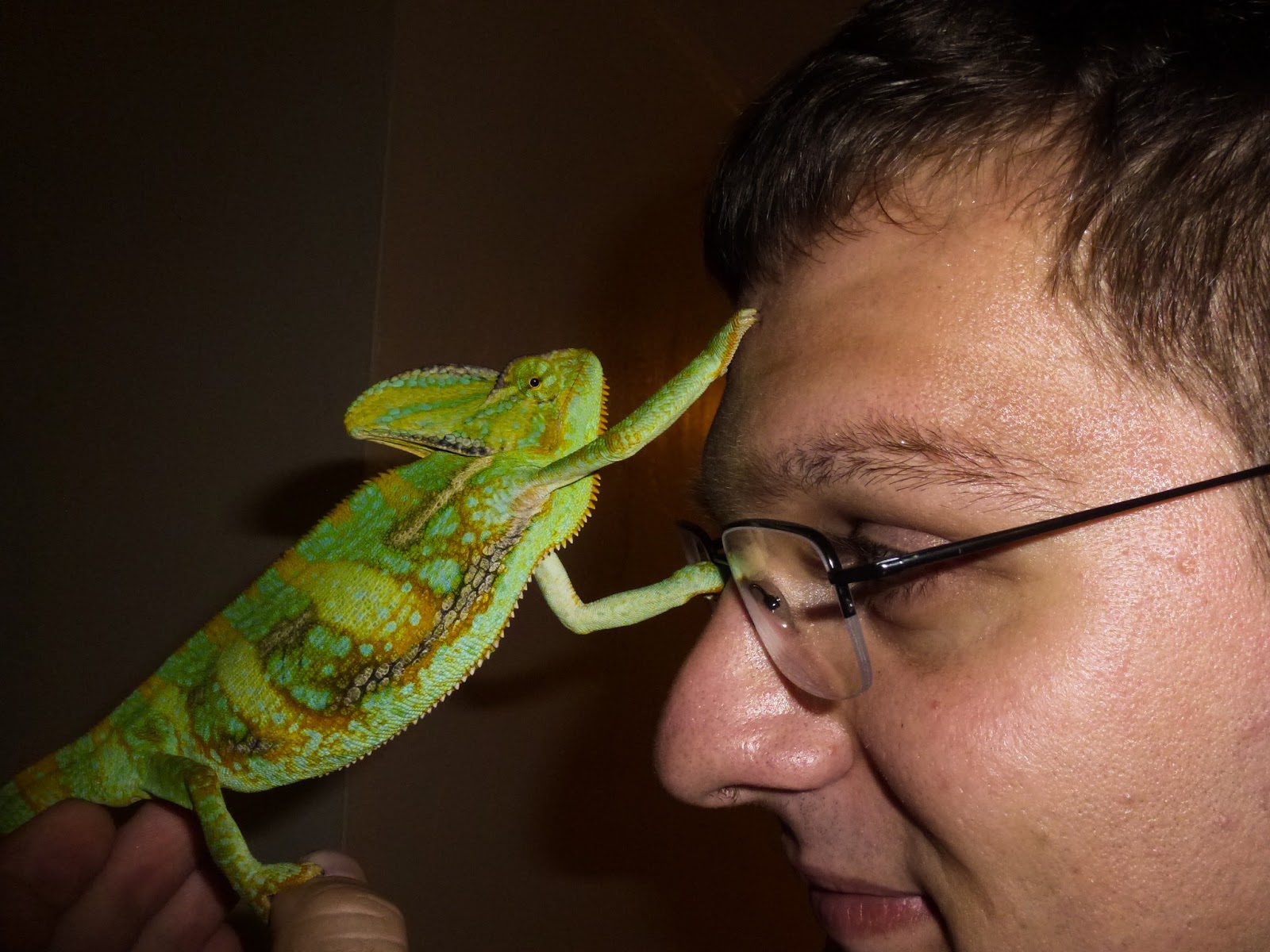 the adventures of US: Wild Veiled Chameleons in South Florida