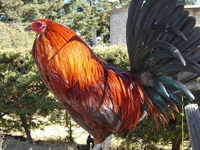 LA MEJOR RAZA DE GALLO DE PELEA BROWN RED : VER GALERIA DE FOTOS DE ...