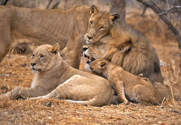 Terbaru 40+ Anak Singa - Sewa Kursi Pesta