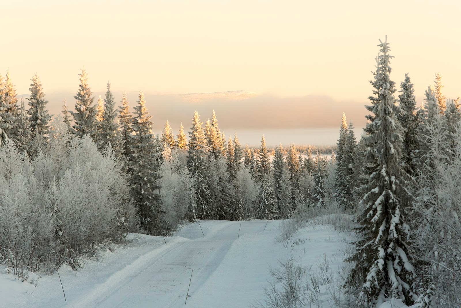 Lappland Nature