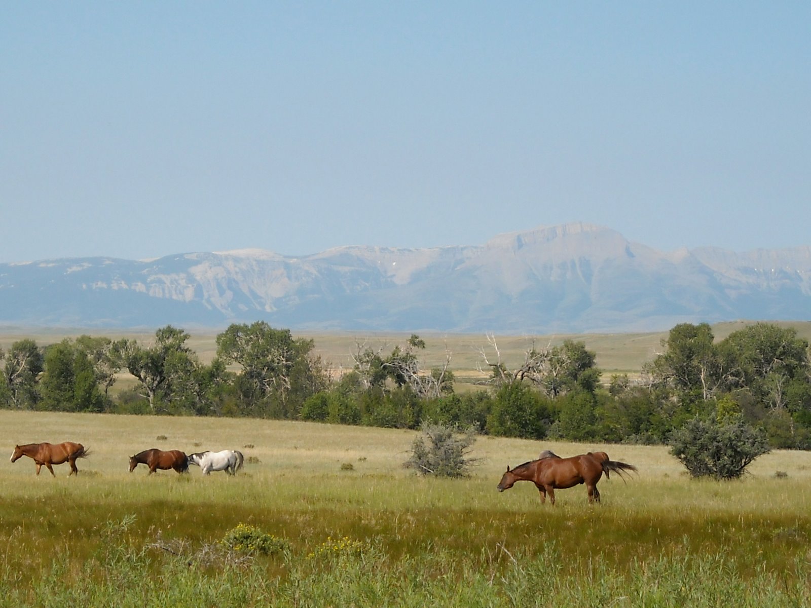 A Veterinarian's Take: How Horses Heal