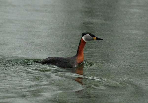 CRISTIAN NISTOR: CORCODEL CU GAT ROSU