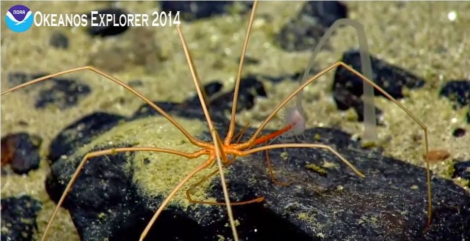 The Echinoblog: A panoply of Pycnogonid (sea spider) biology from the ...