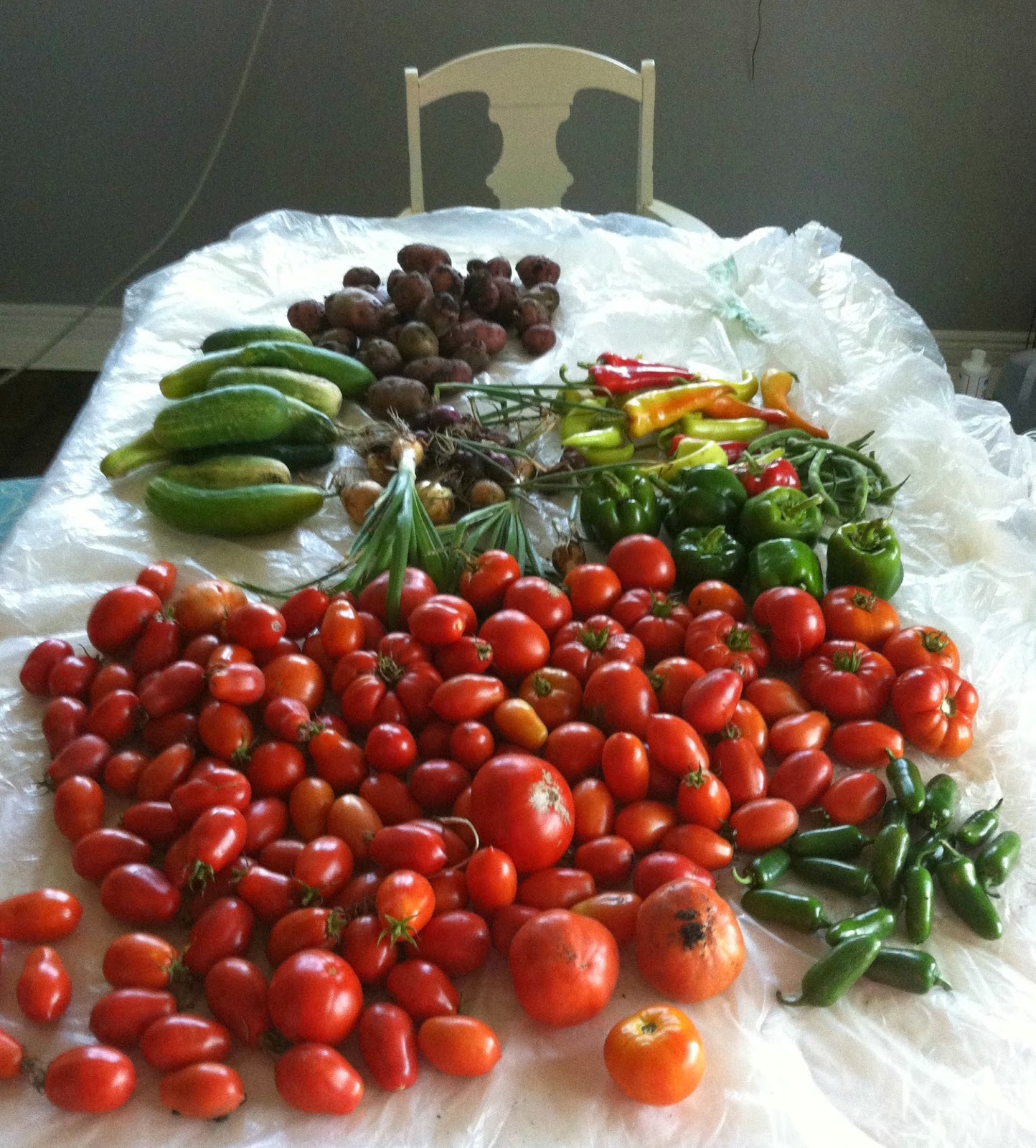 NoDak Nest: Do You Wanna Salsa?