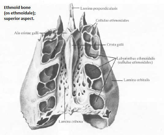 Medicine Conspectus: Etmoidul (Os ethmoidale). Neurocraniul.