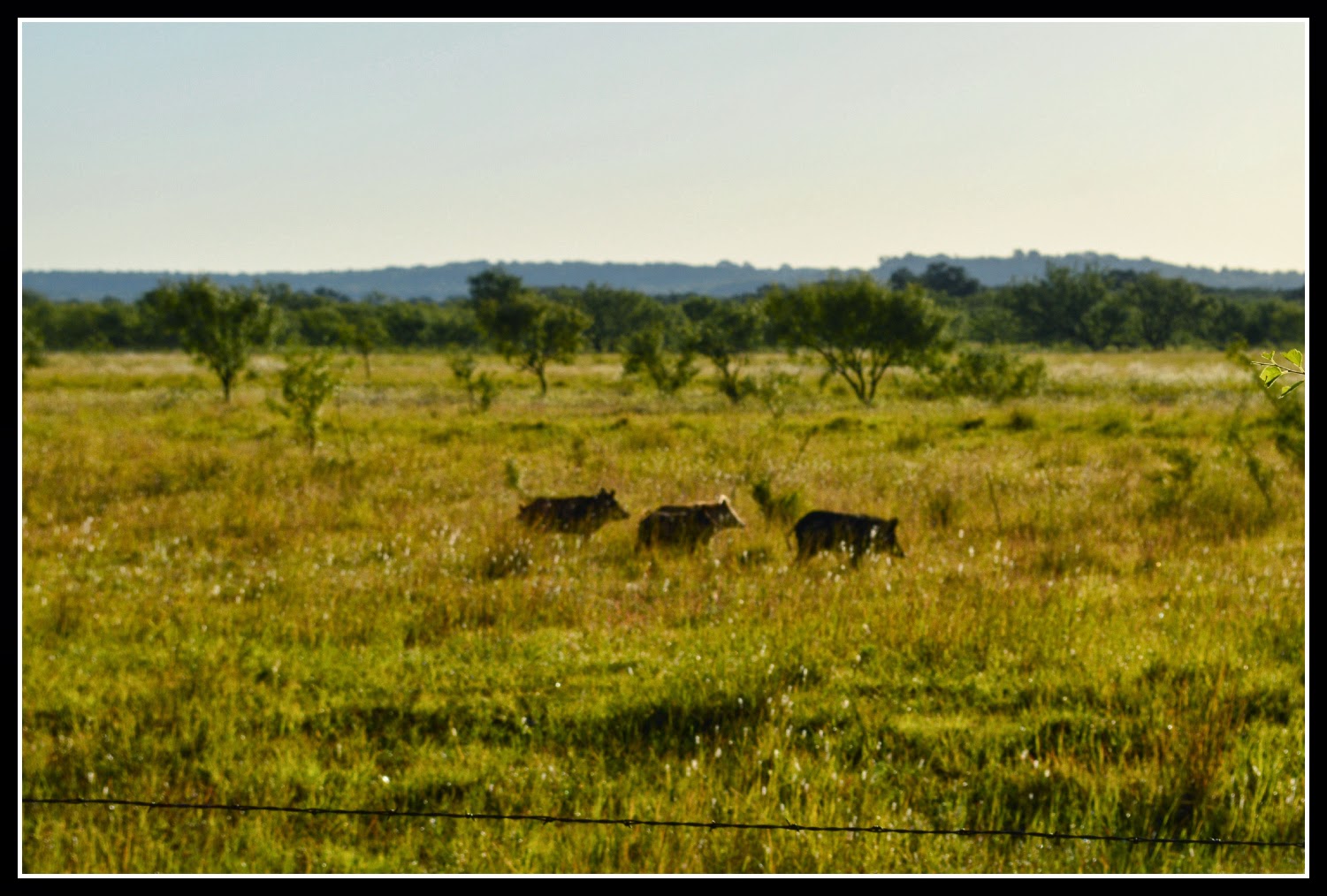 LeissnerArt: Why Did the Wild Hog Cross the Road