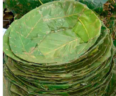 Sal Tree in Hinduism | Hindu Blog