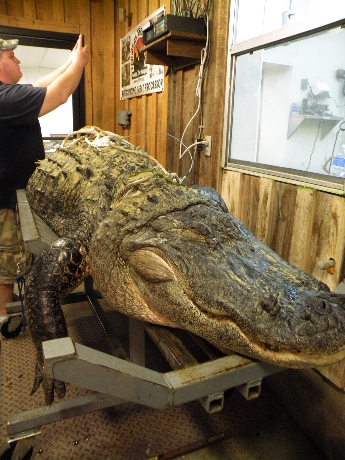 Cordray's: A few more pics from the Strickland's big bull gator! 12 ...