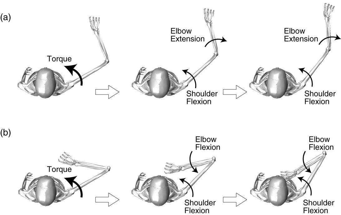 Sharnia King Design: DSDN111: Elbow Movement Research