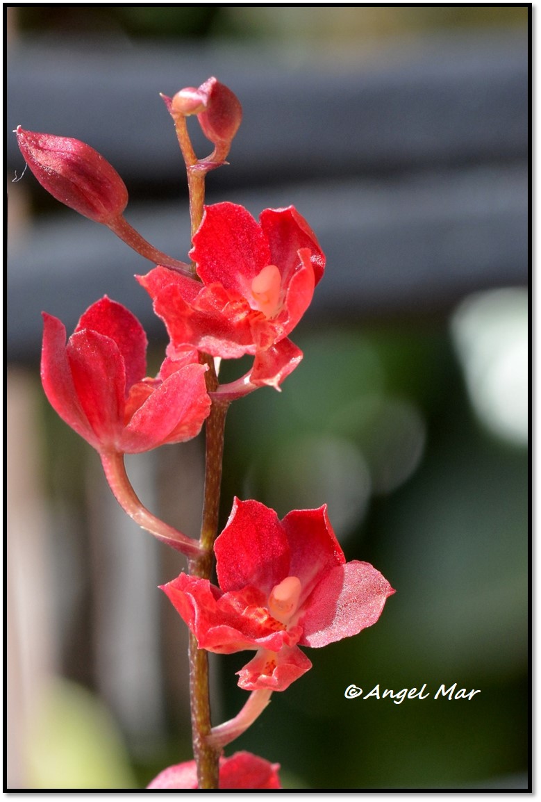 Orquídeas Blog de Angel Mar: agosto 2015