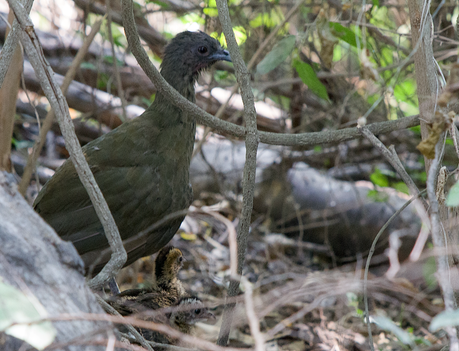 Birding Is Fun!: Plain Chachalaca