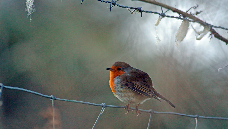 OBRAZY NATURY: Rudzik (Erithacus rubecula)
