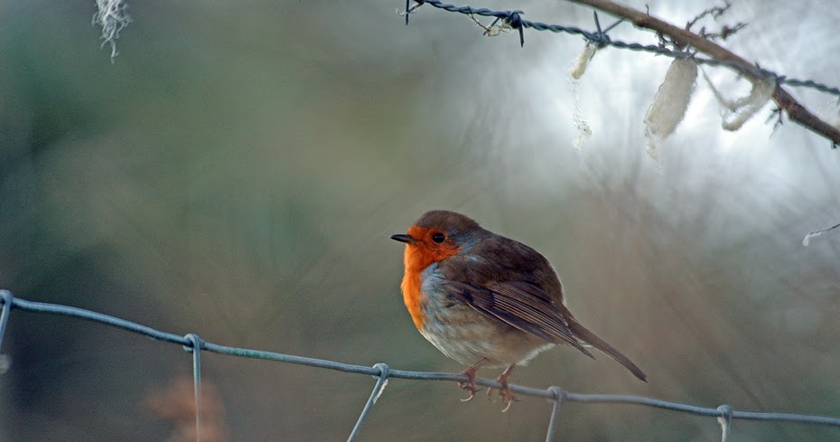 OBRAZY NATURY: Rudzik (Erithacus rubecula)