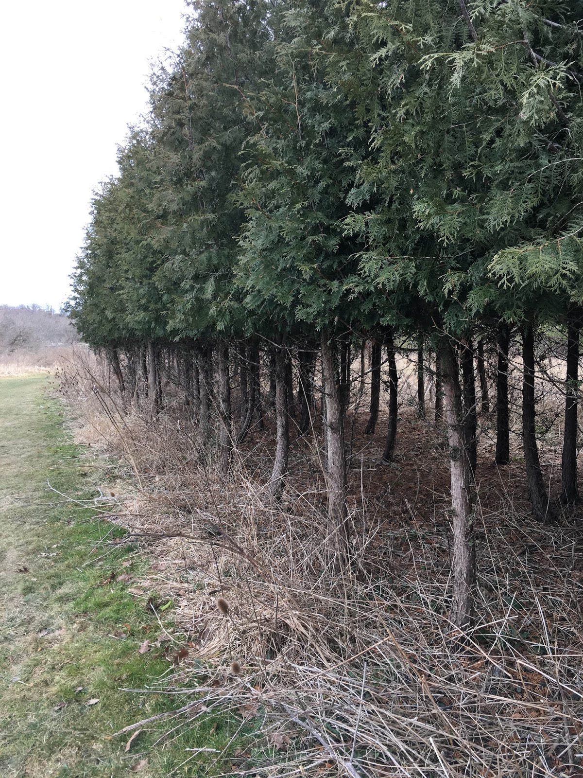 Walk With A Naturalist: Oh deer, even a mild winter is tough