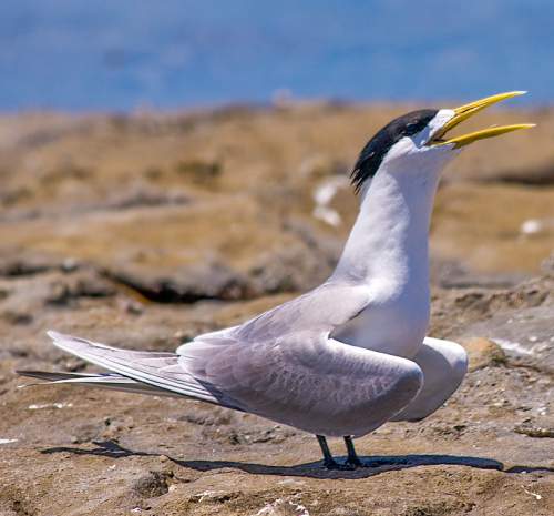 Great crested tern photos | Birds of India | Bird World