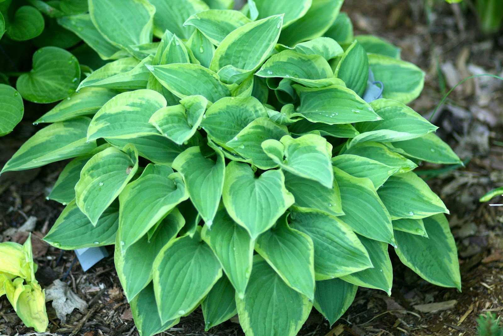 Cheesehead Gardening: Hosta of the Day - 'Pilgrim'