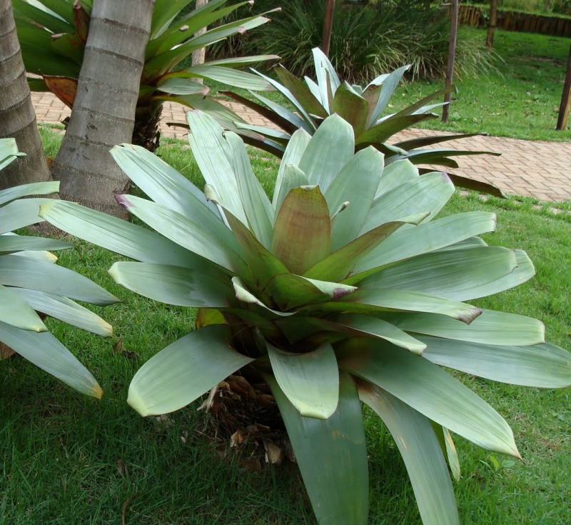 .: Bromélia-imperial