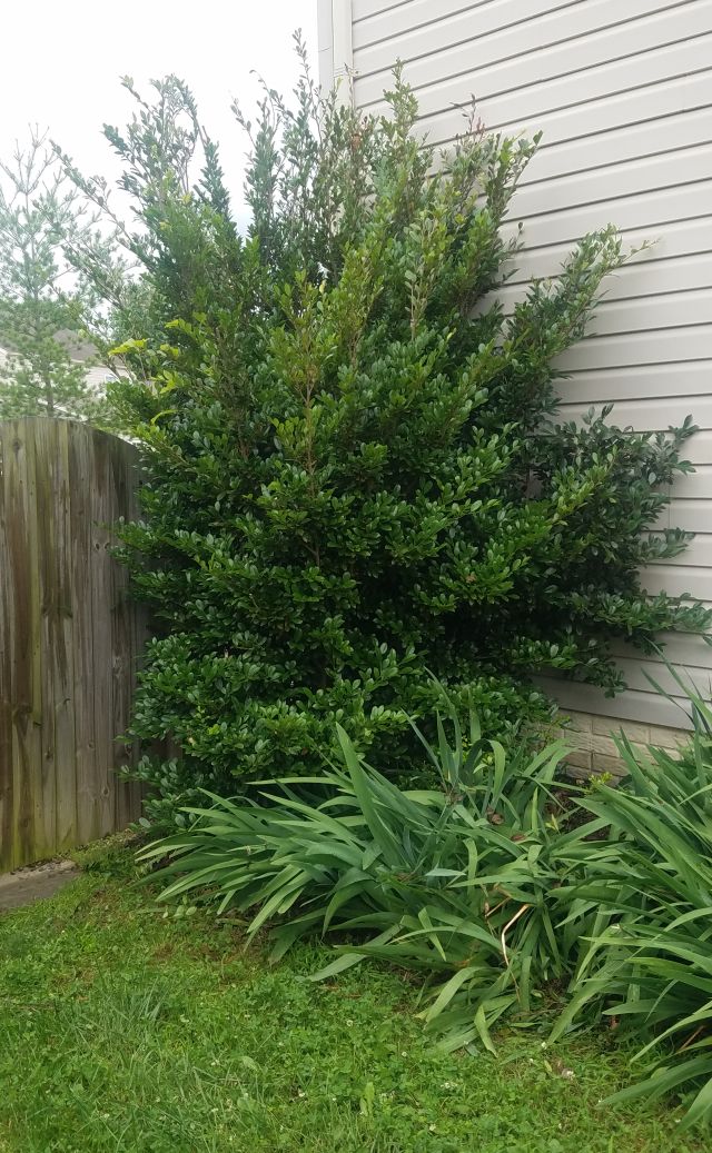 Future Plants by Randy Stewart: Isu Tree