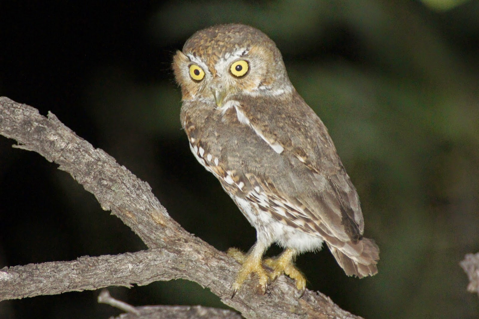 Tommy D's Birding Expeditions: Owling Arizona: 15 Ways to Become Better ...