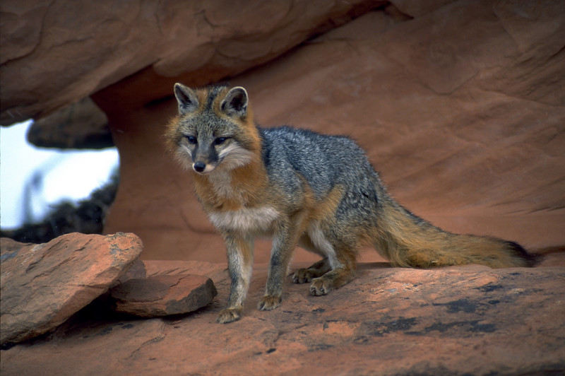 Los Animales...De Todo El Mundo... Y El Ecosistema: ANIMALES DE AMERICA ...