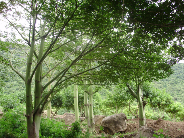 Tamilnadu Tourism: Cumbum Valley