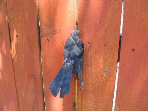 Wildlife Emergency Services blog: Wildlife Wise