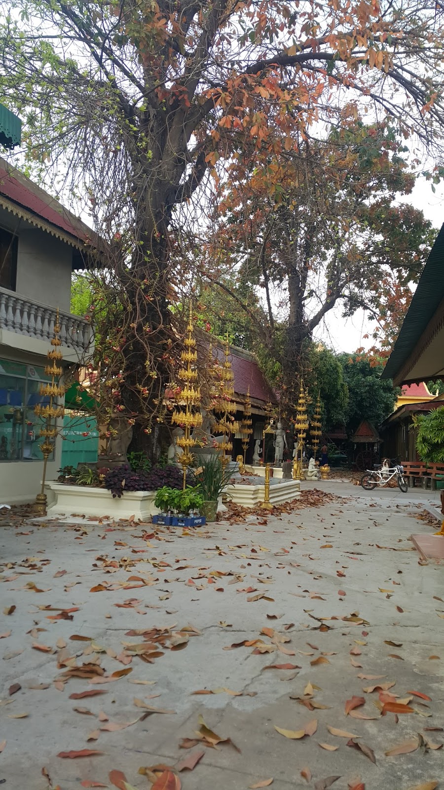 BUDDHISM IN CAMBODIA: SALA Tree