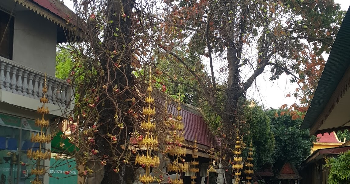 BUDDHISM IN CAMBODIA: SALA Tree