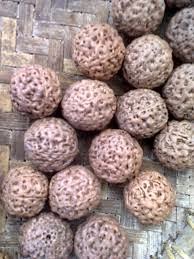 KHASIAT MANFAAT BIJI JENITRI ( GENITRI ): Maret 2015