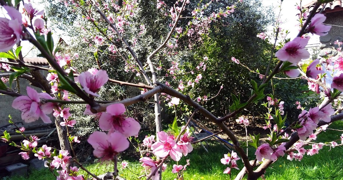 Palabra Breve: El duraznero.