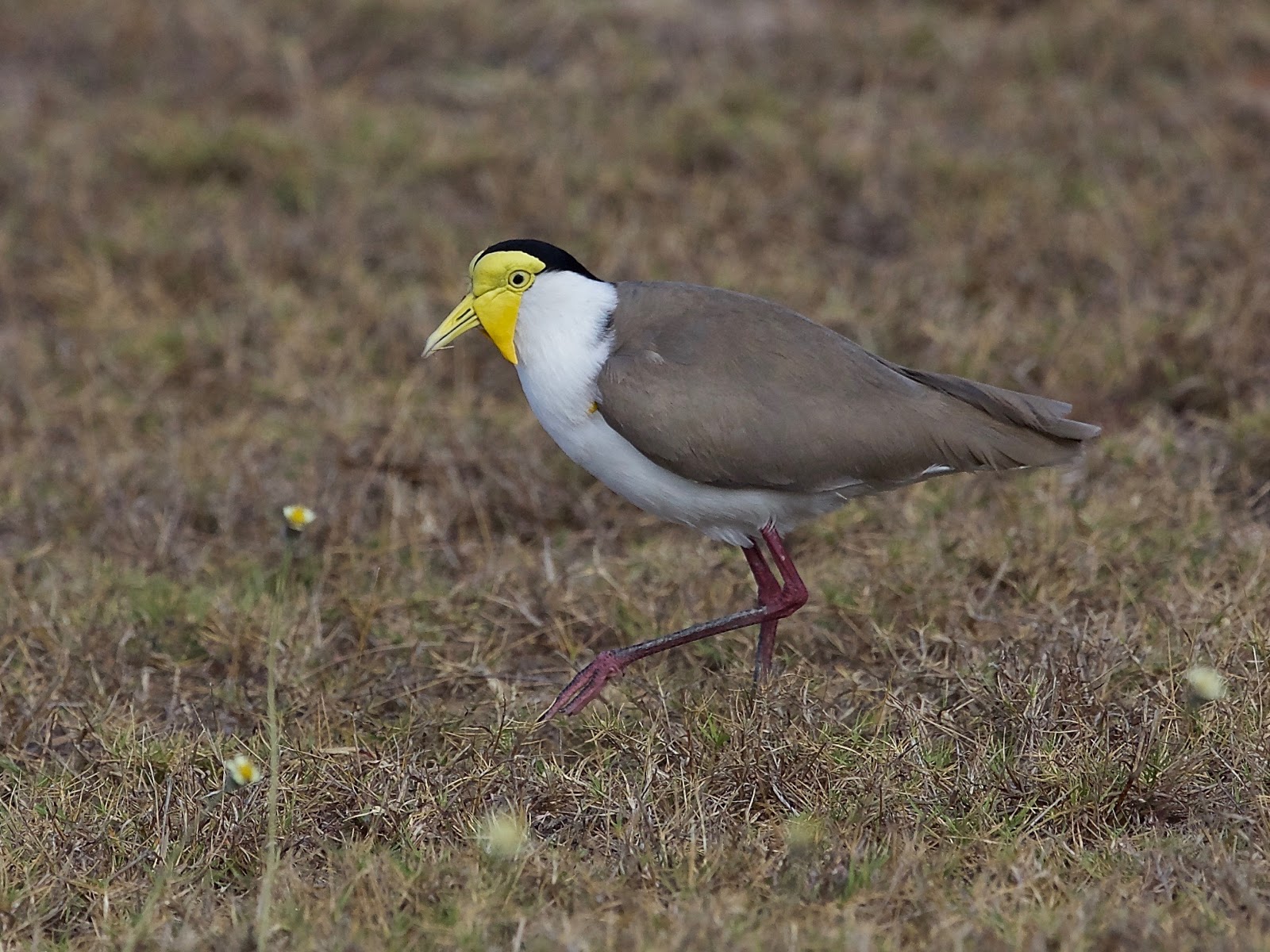 Avithera: Masked Lapwing bathing