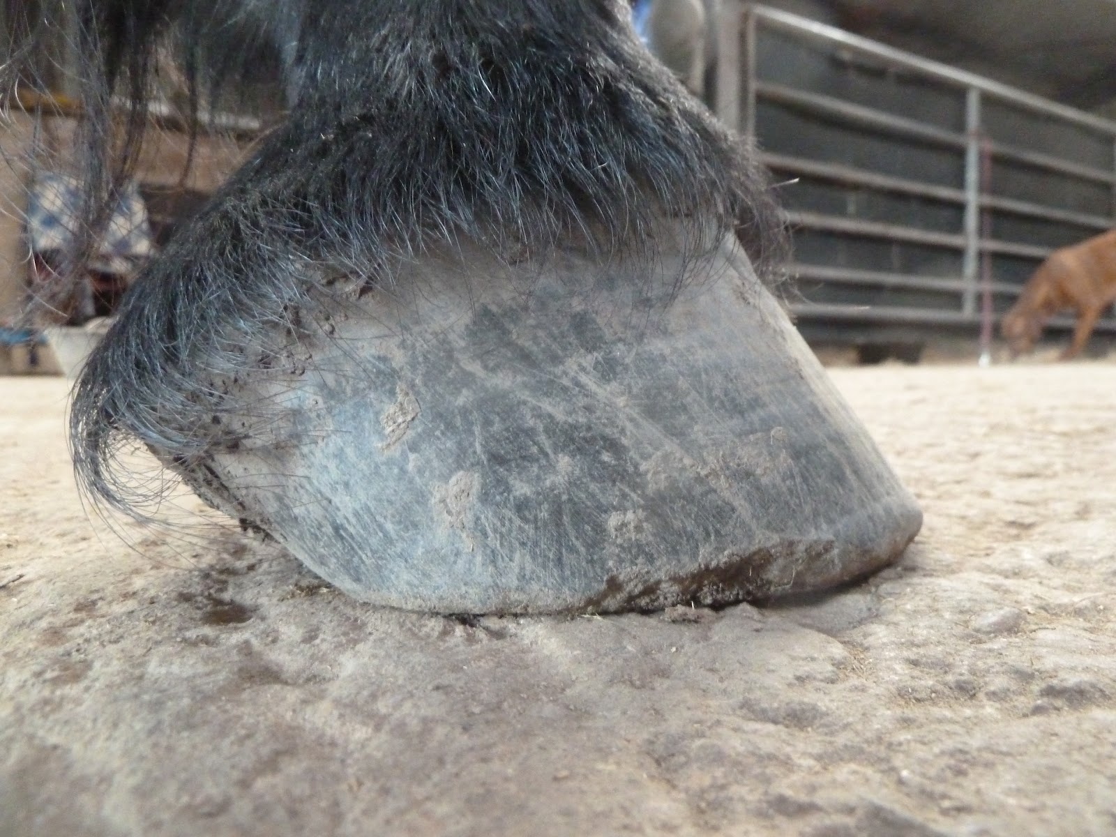 Rockley Farm: Fast changes - dynamic hooves over a month