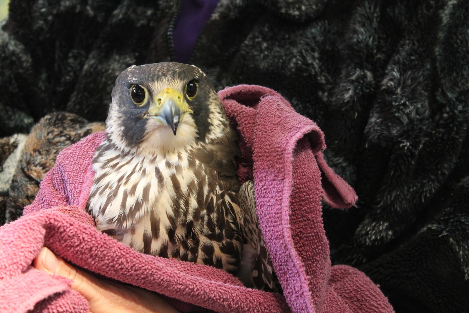 Columbus Peregrine Falcon Update: Juvenile Peregrine Detours