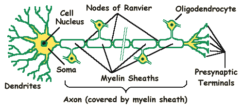 Biochemistry Class notes: Neurotransmitter : Overview and Functions