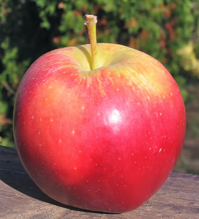 Galarina * - Adam's Apples