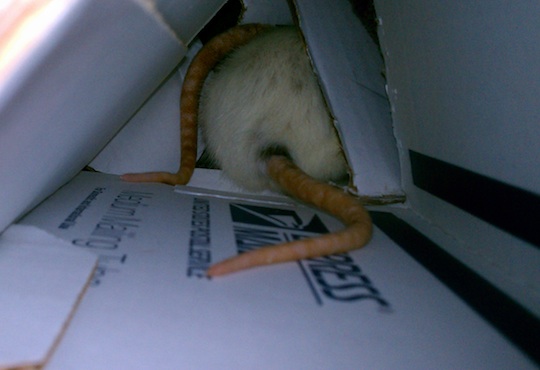 Bento Rats: Tube Rats