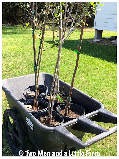 Two Men and a Little Farm: RAISED BED FRUIT TREES PART ONE
