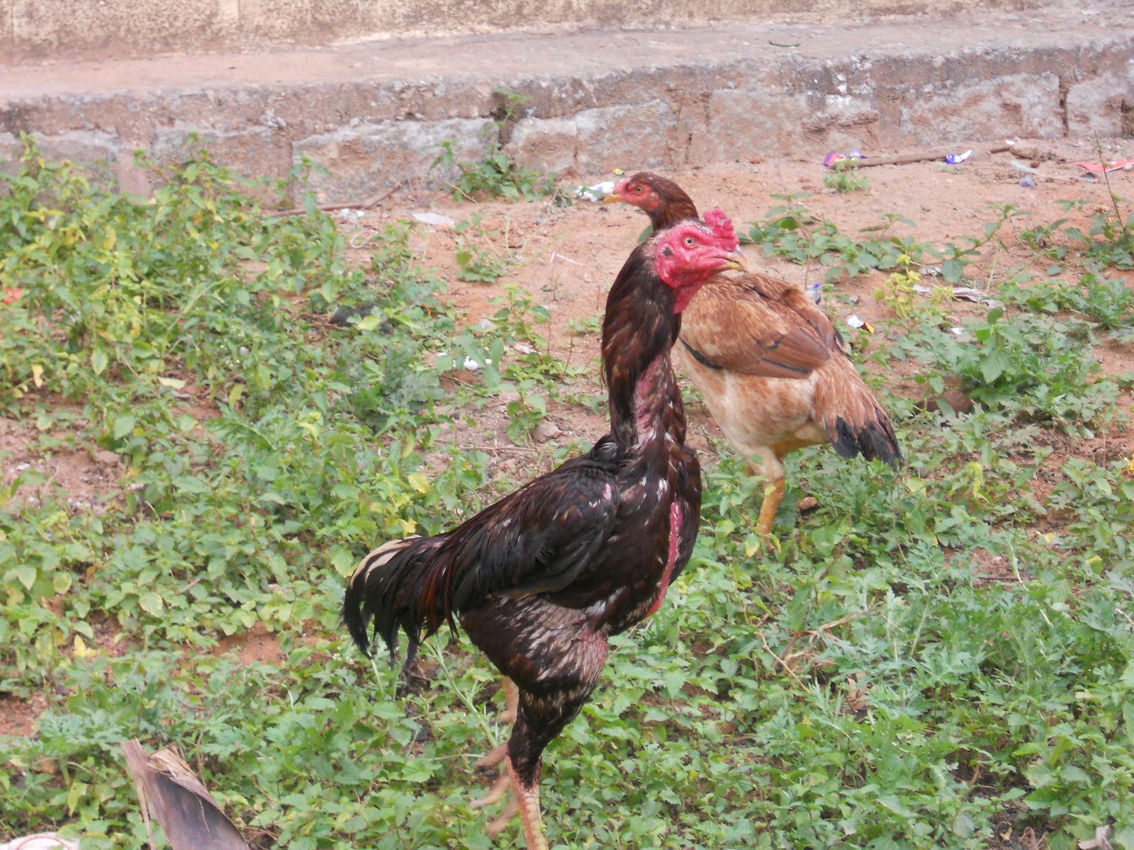 Fighting Rooster: Asil History