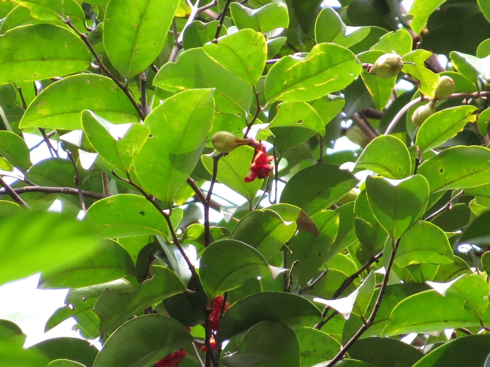 Flying Fish Friends: A Spectacular Display of Fruits at MacRitchie Rain ...